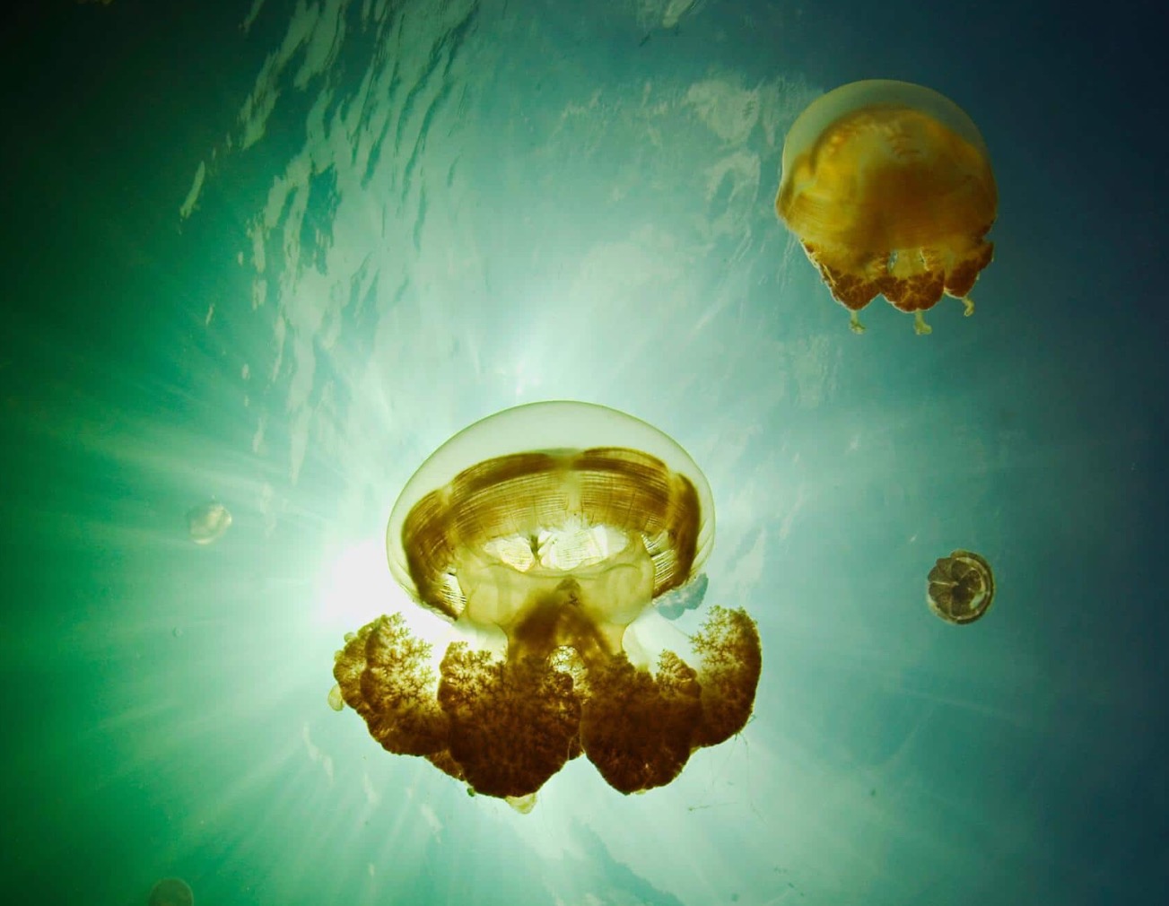Staying Gold: The Jellyfish who Survived Climate Change - INKspire