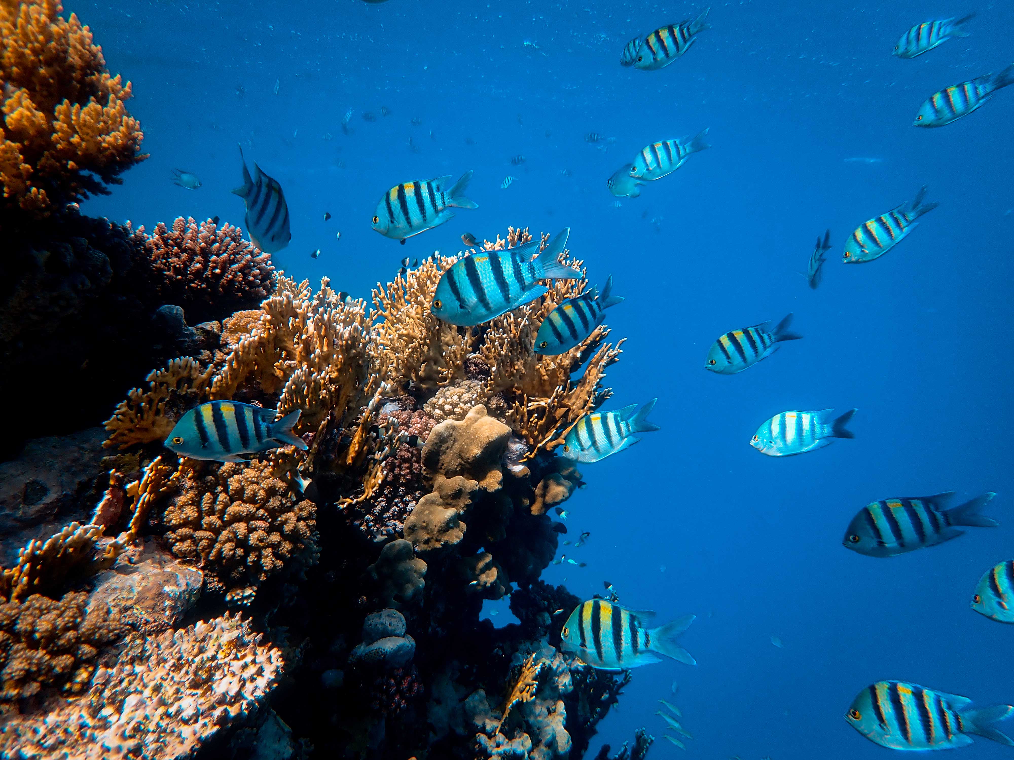 Marine Life Captivity and Conservation: A Canadian Issue - INKspire