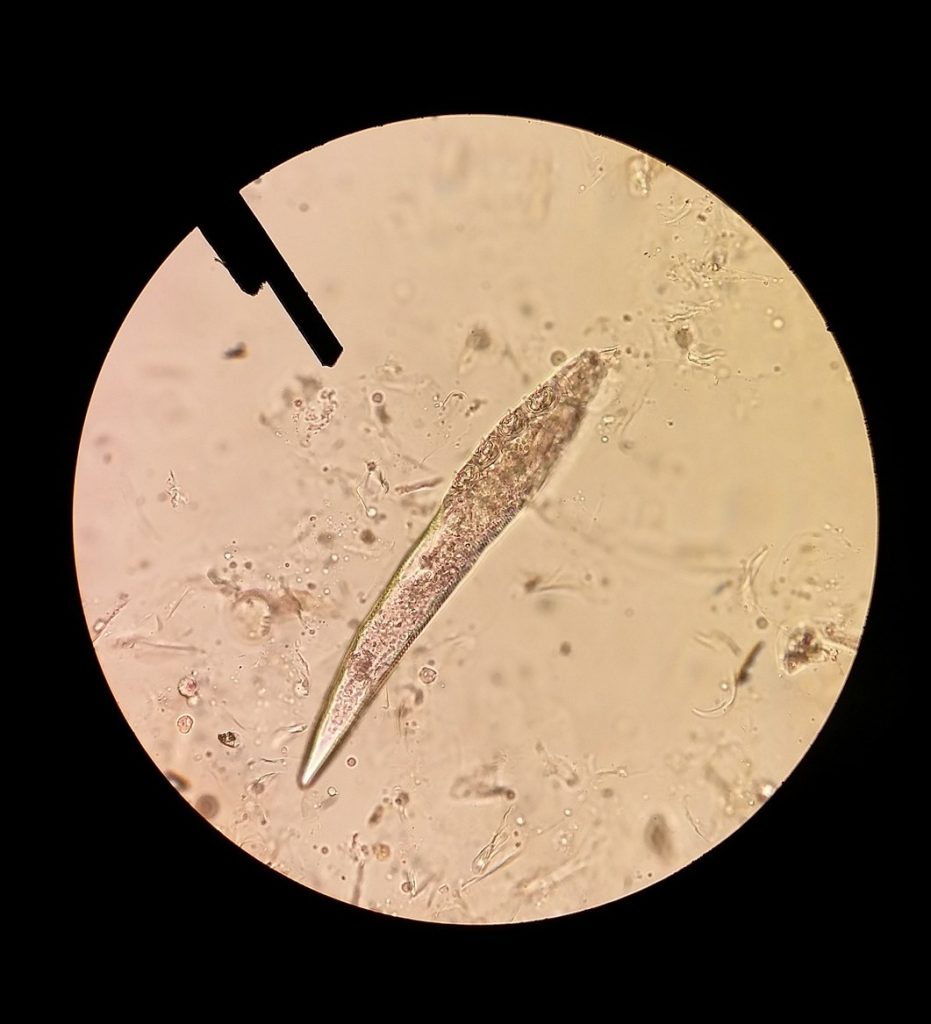 Invasion of the Face Mites - INKspire