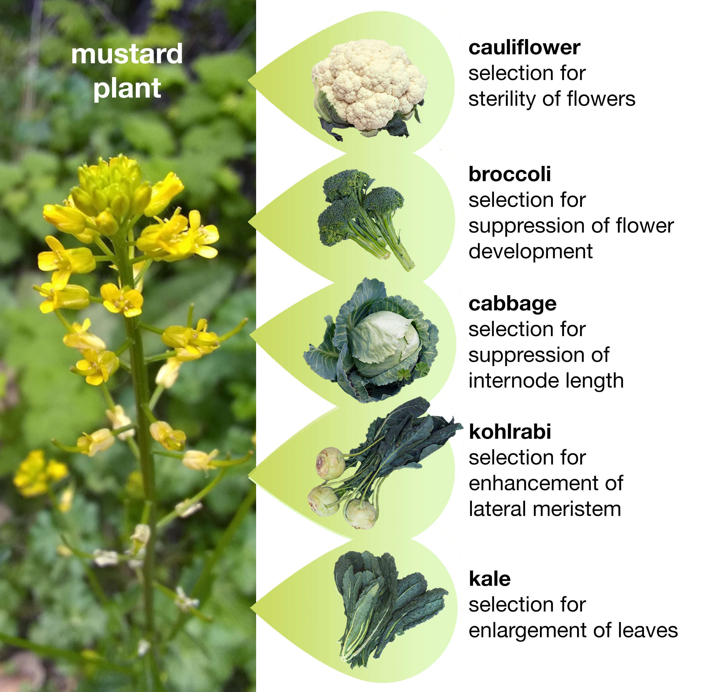 Crop Domestication and Humanity’s Influence on Adapting Plant Species ...