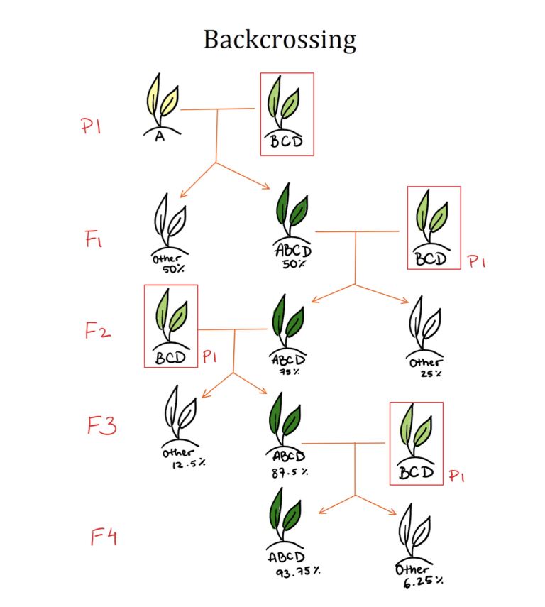 Crop Domestication and Humanity’s Influence on Adapting Plant Species ...