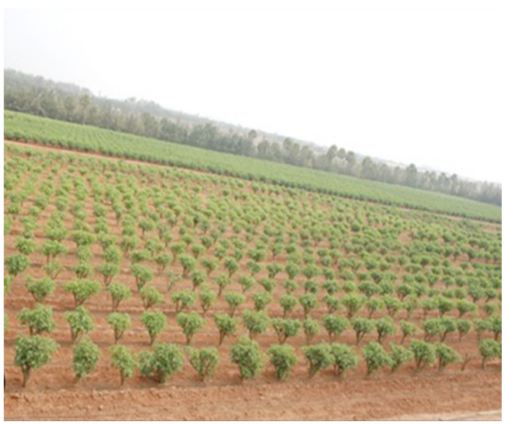 Crop Domestication and Humanity’s Influence on Adapting Plant Species ...